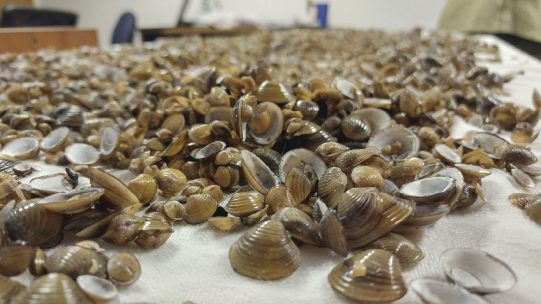 Fight continues against invasive clams in Lake George | News, Sports ...